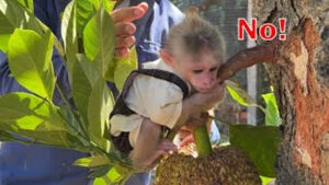 What did dad do to make the little monkey Xuka so sad – Monkeyviral.info