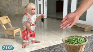 Smart Monkey Zika Helps Uncle Find Its Lost Key – Monkeyviral.info