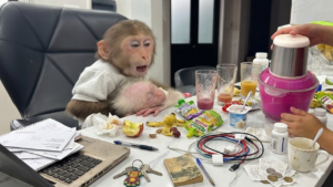 Adorable Baby Monkey Fell Asleep In Lala’s Hand! – Monkeyviral.info