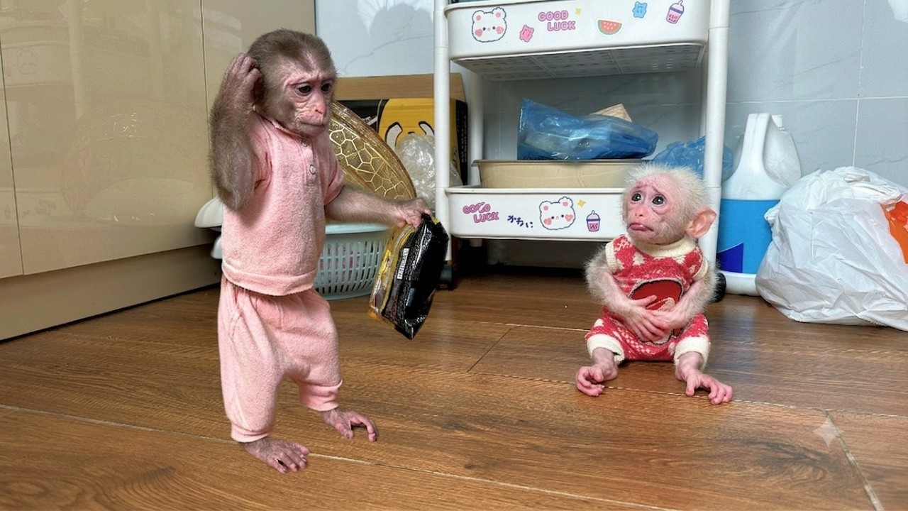 Hungry Baby Monkey Cries For Food! Cute Monkey Lala To The Rescue ...